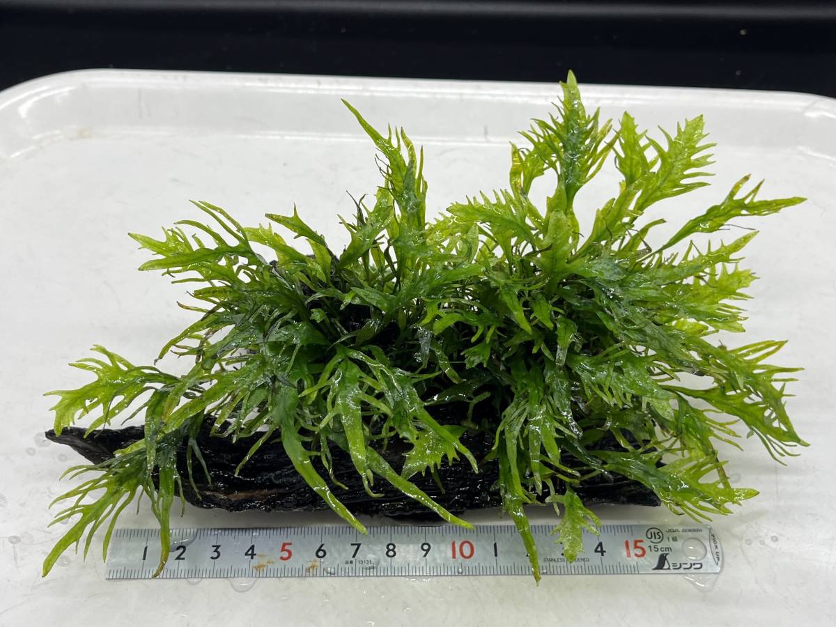 Yahoo!オークション - ミクロソリウムsp AT33 流木活着