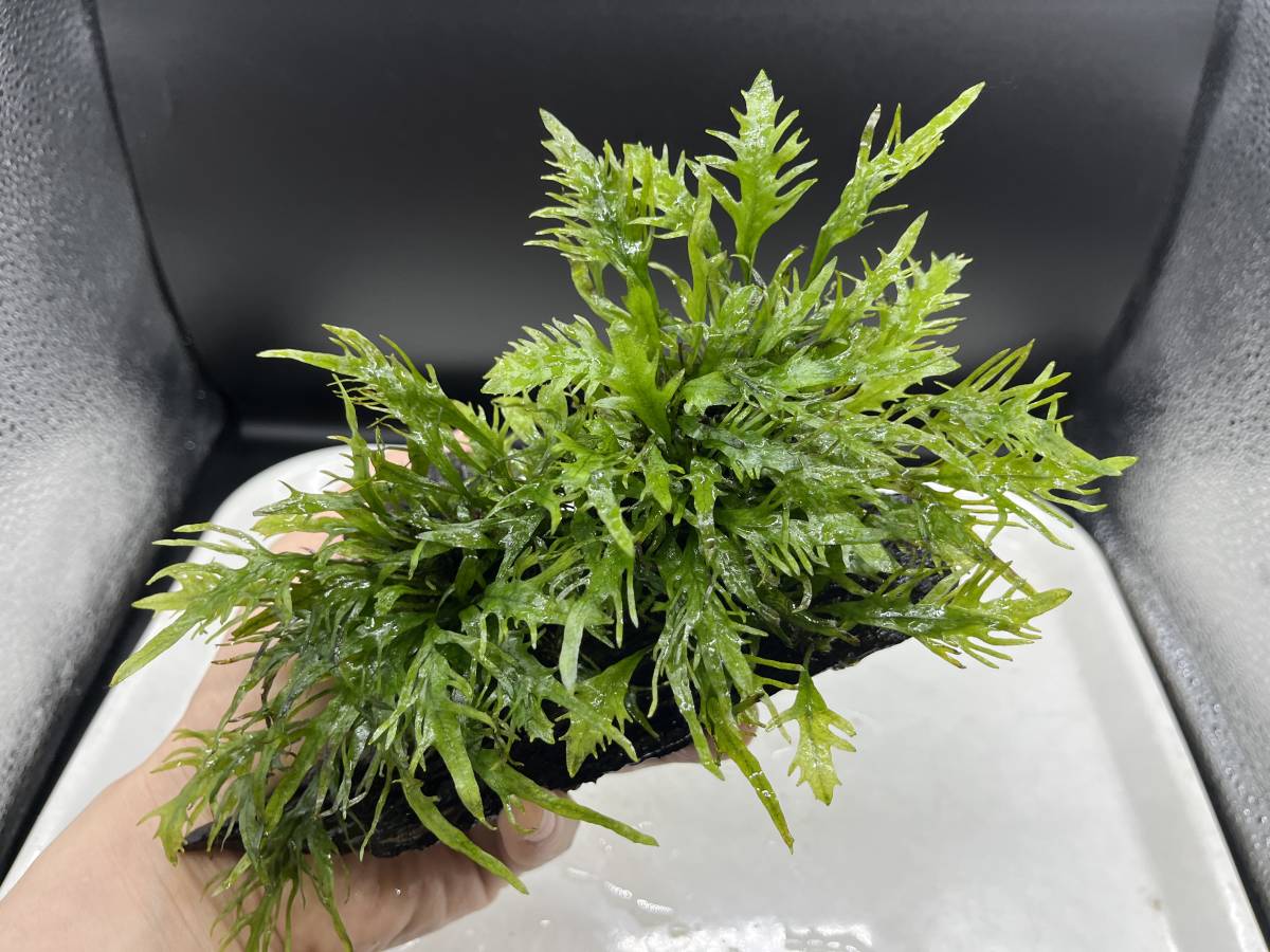 Yahoo!オークション - ミクロソリウムsp AT33 流木活着