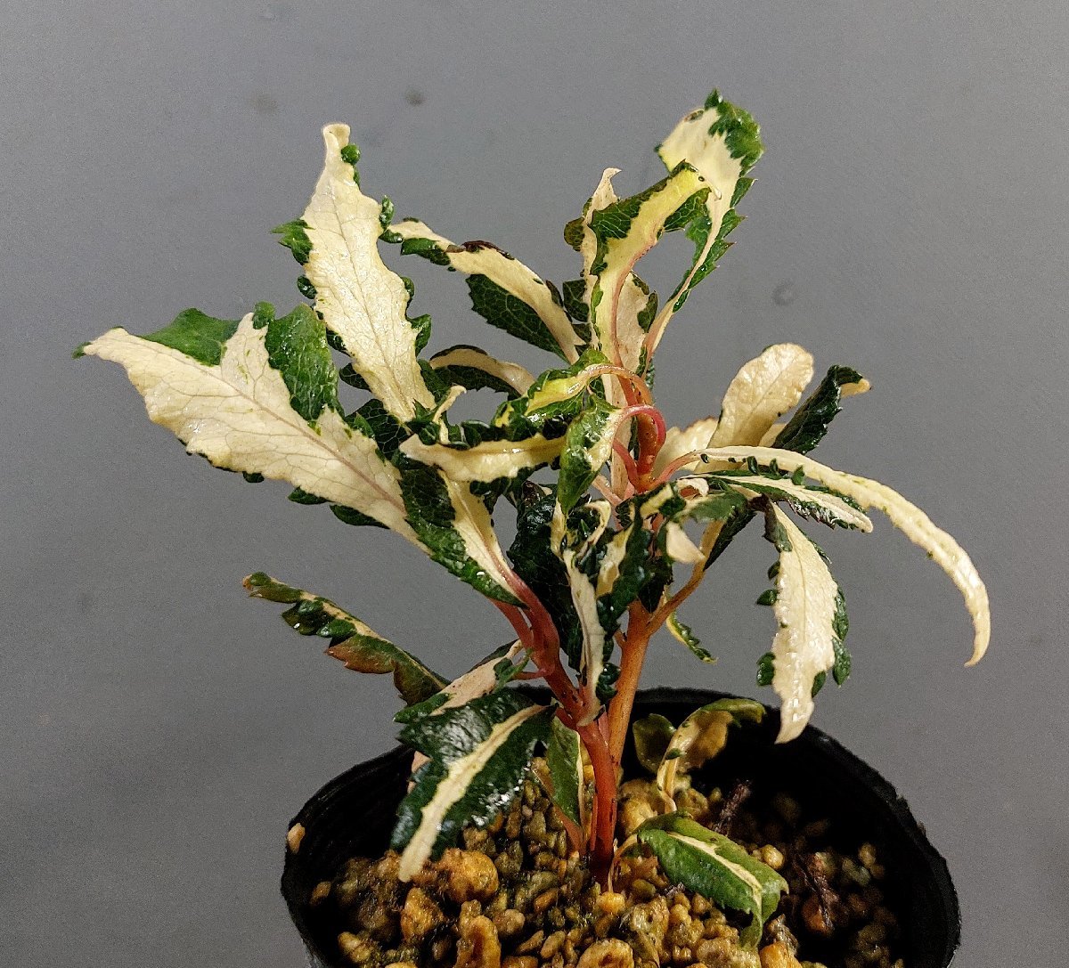 1207050 ヤブコウジ 旭光(花)｜売買されたオークション情報、yahooの商品情報をアーカイブ公開 - オークファン（aucfan.com）