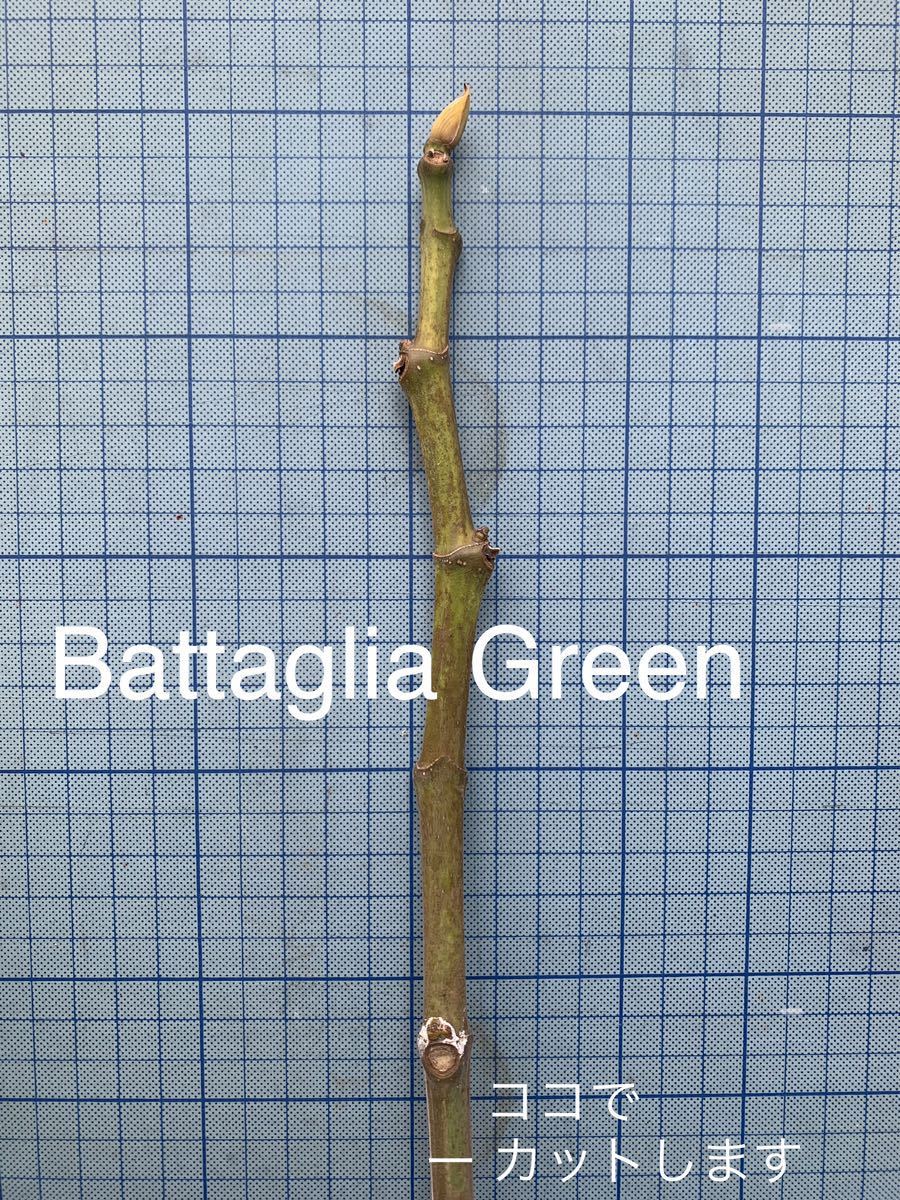 Yahoo!オークション - 23032【イチジク穂木】Battaglia Green いちじく...