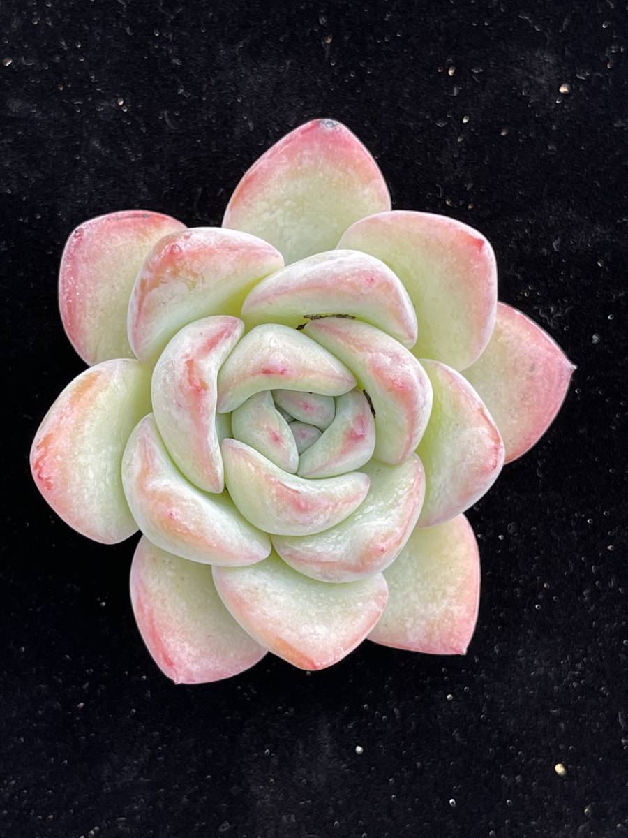 Yahoo!オークション - 17株 C34-1多肉植物 エケベリア シュークリー...