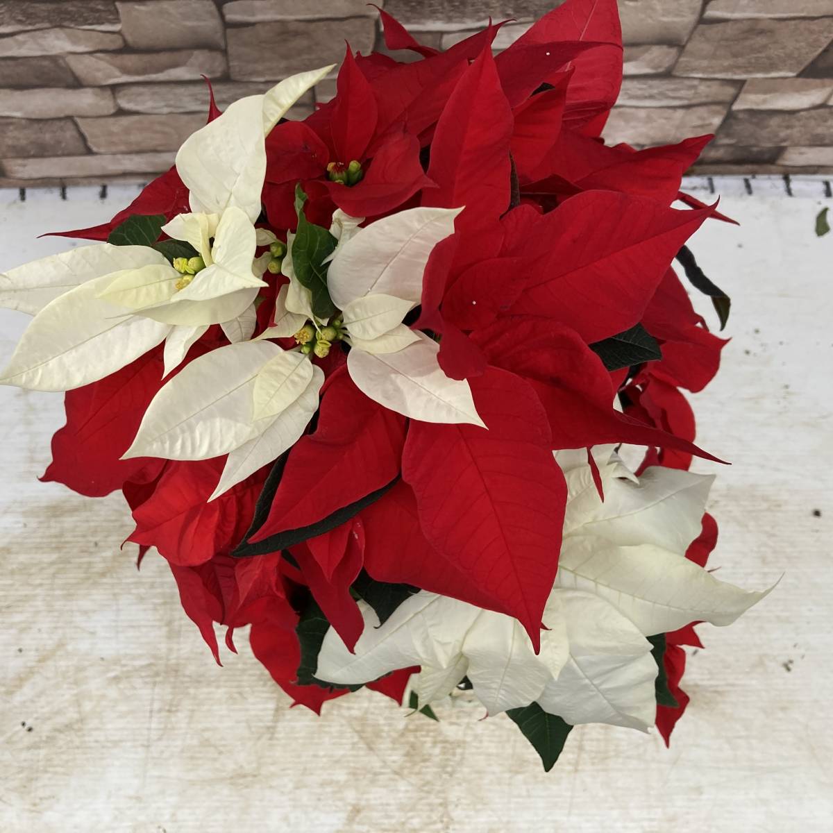 Yahoo!オークション - ポインセチア レッド＆ホワイト スパイラル h70...