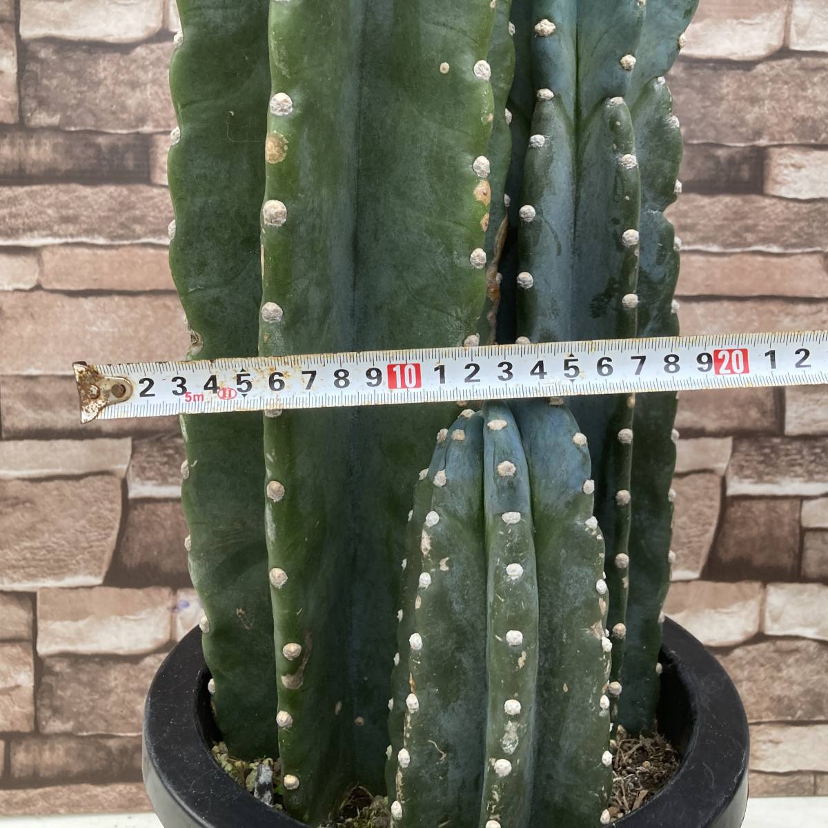 Yahoo!オークション - 極太 柱サボテン 3本立 トゲなし 8号 h70cm