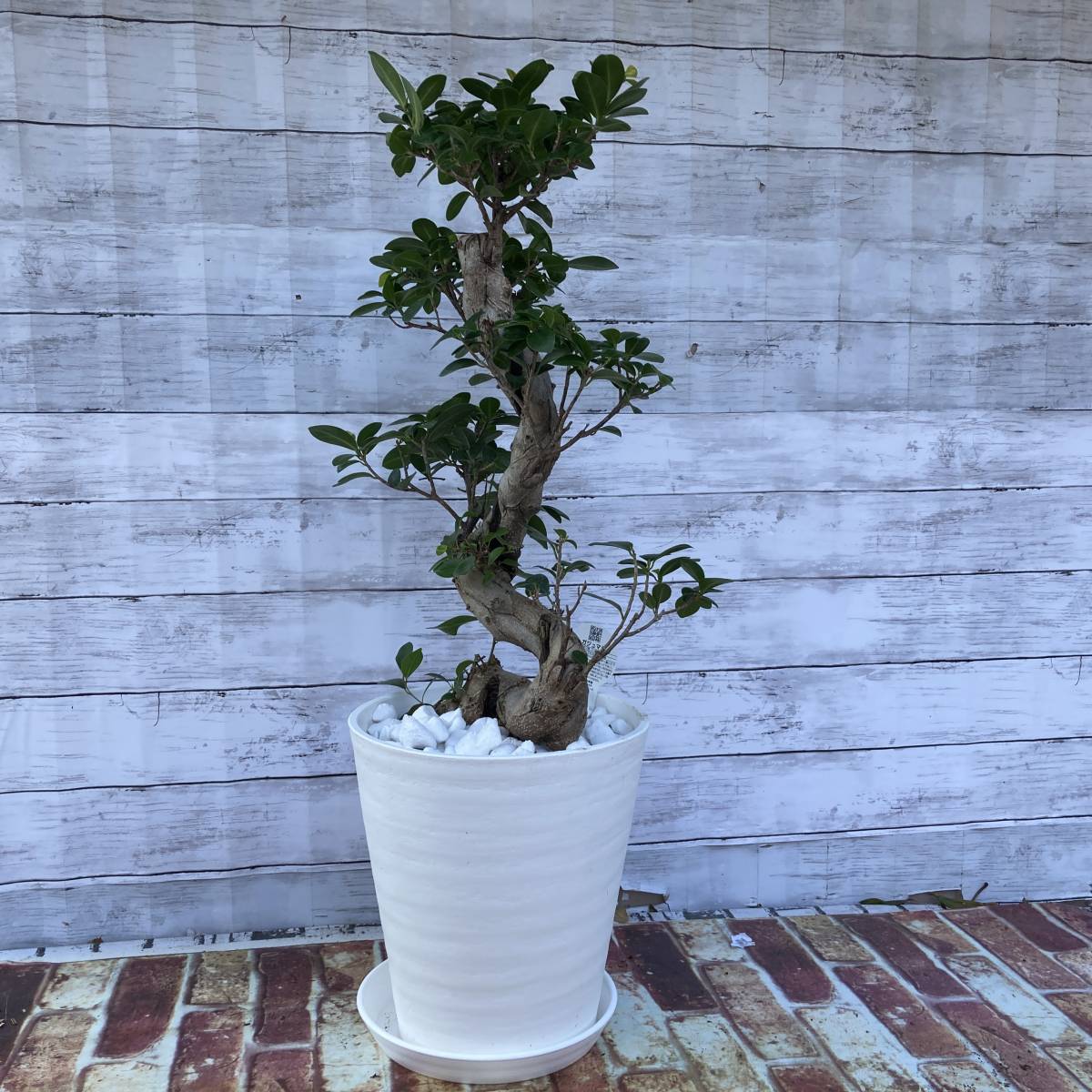 Yahoo!オークション - 人生大吉 ガジュマル S字曲がり作り 8号 h70cm