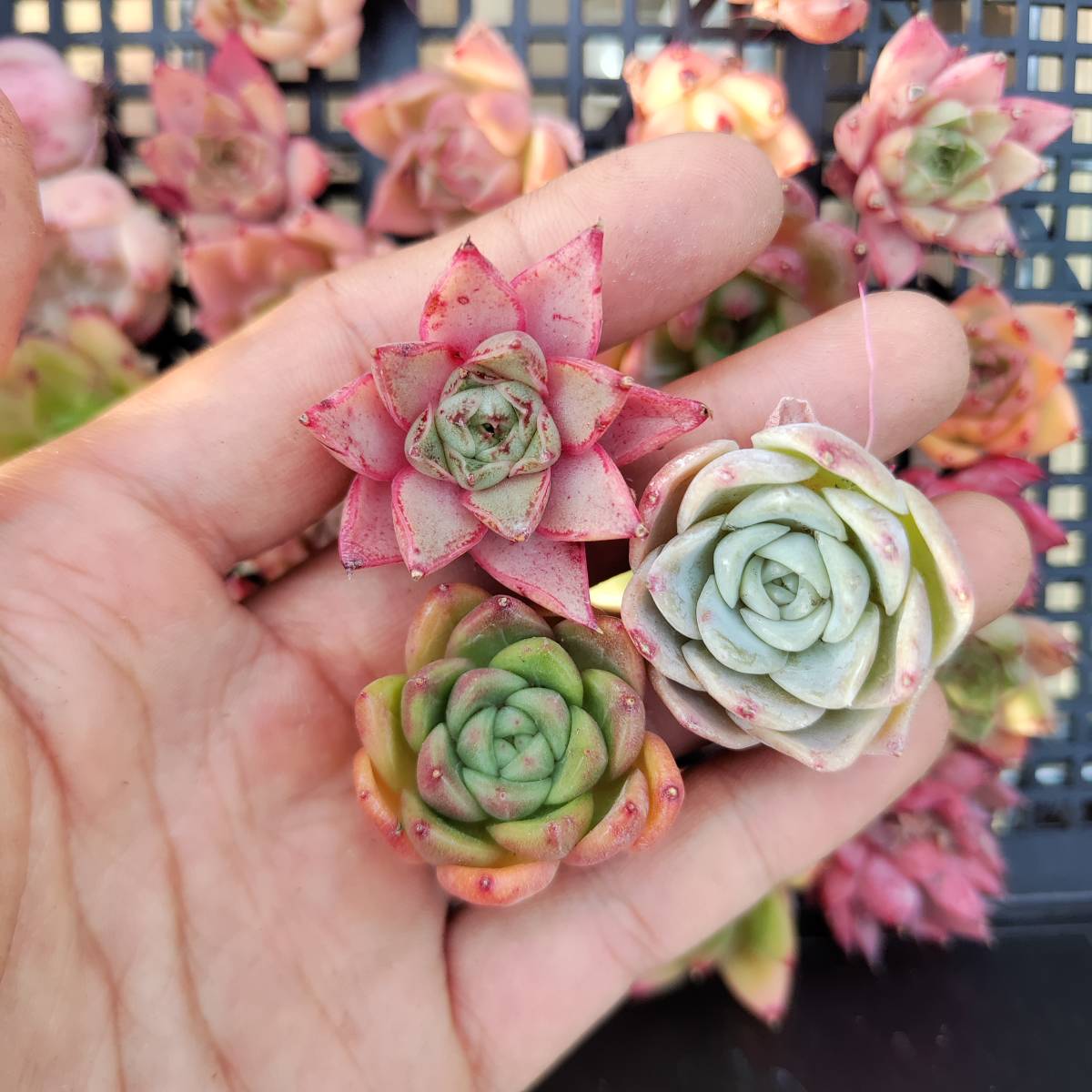 多肉植物30個 1222-QYH029 エケベリア カット 寄植え-千葉MS基地(サボテン)｜売買されたオークション情報、yahooの商品情報をアーカイブ公開 - オークファン（aucfan.com）