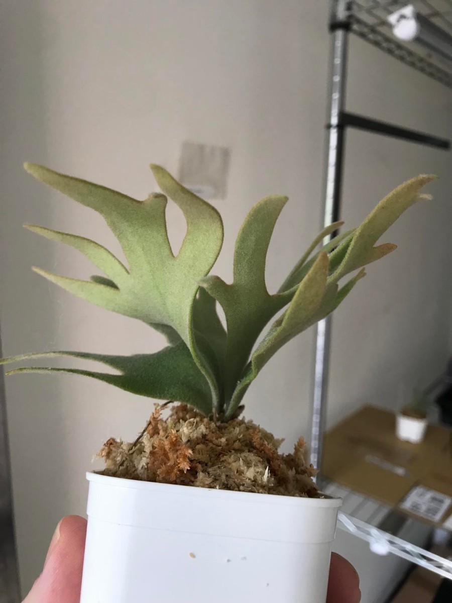 Yahoo!オークション - A197 P willinckii Jade girl sp 大 ジェイドガ...