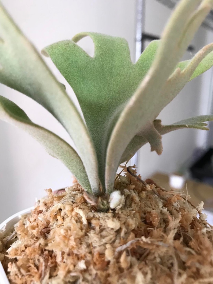 Yahoo!オークション - A197 P willinckii Jade girl sp 大 ジェイドガ...