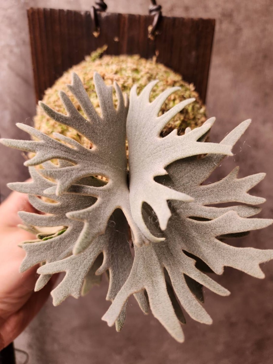 Yahoo!オークション - A236 P.willinckii bacteria sporeling ビカクシ...