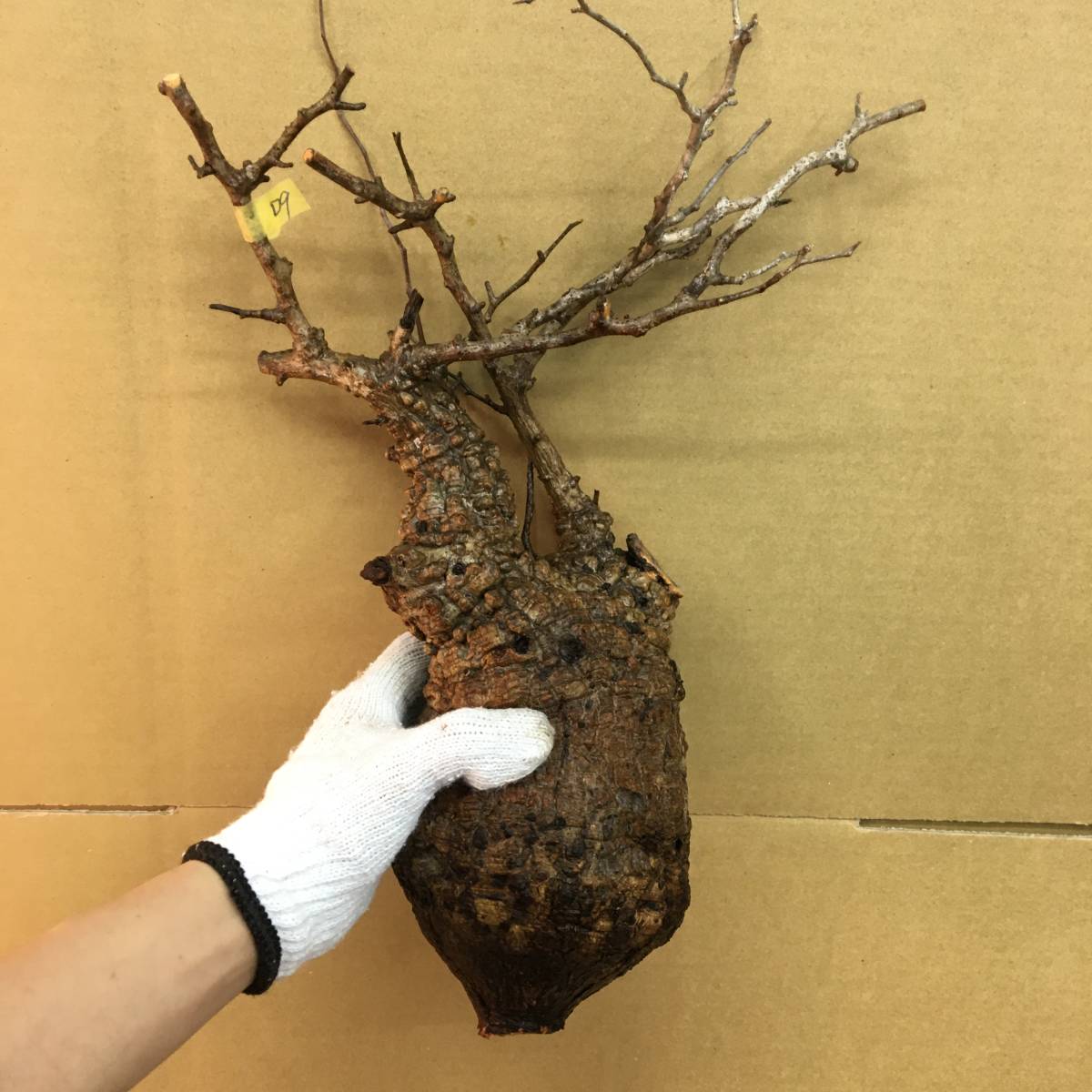 D9未発根ベアルート株オペルクリカリア パキプス Operculicarya Pachypus 状態下(その他)｜売買されたオークション情報、yahooの商品情報をアーカイブ公開 ...