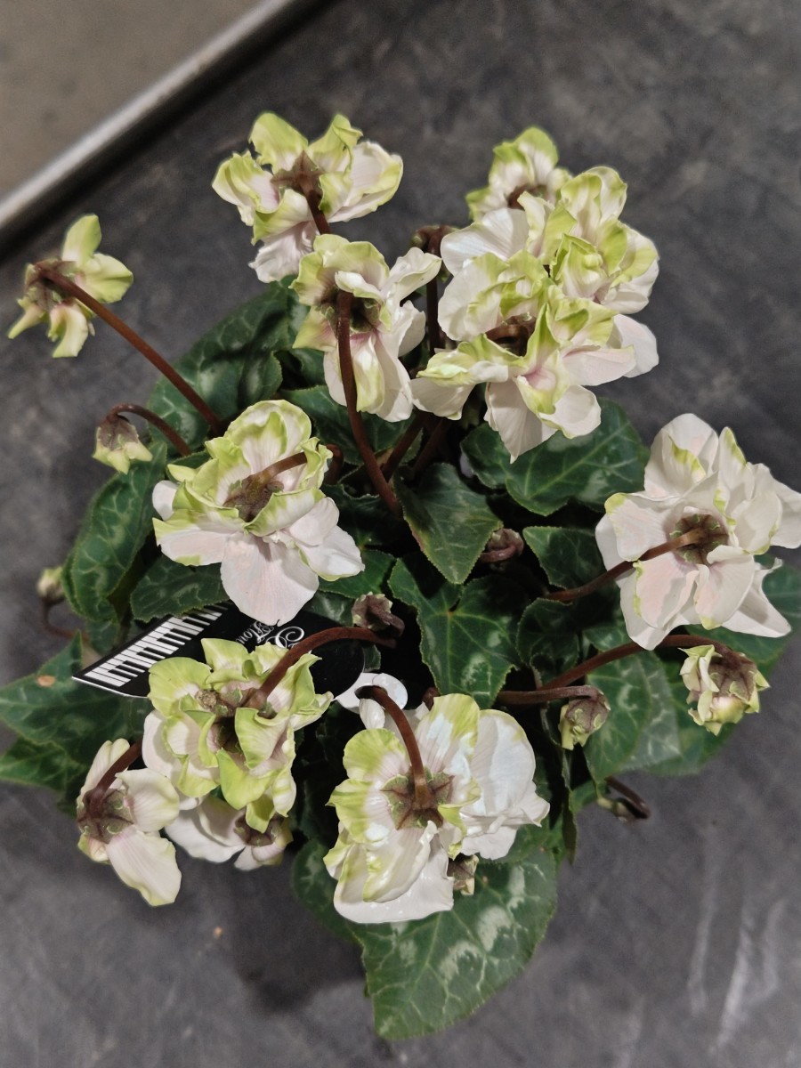 Yahoo!オークション - シクラメン 抹茶ラテ 八重 珍しい品種 長野県知...