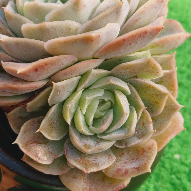 Yahoo!オークション - 1207-Y591 シムランス エケベリア 多肉植物 韓国...