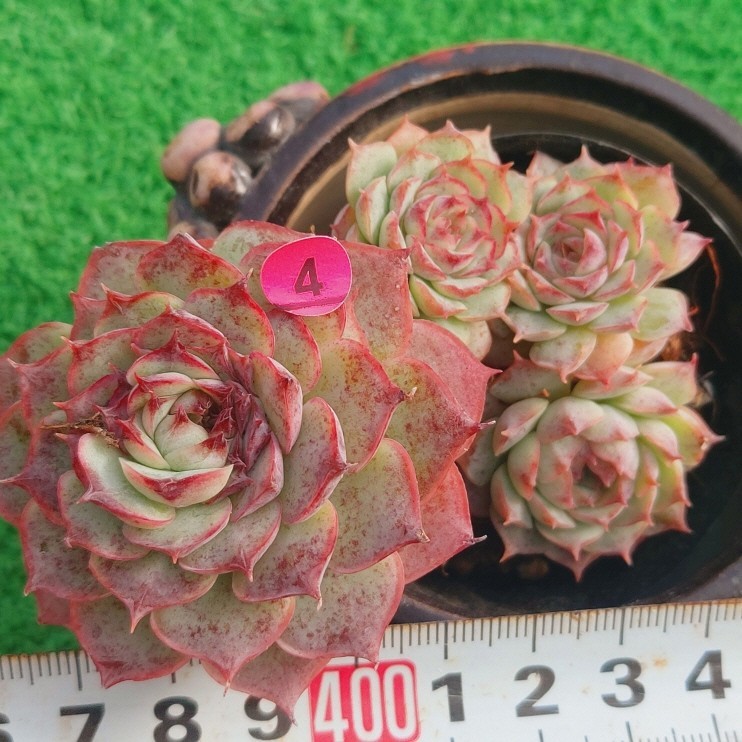 Yahoo!オークション - 1216-P504 シャロルローズ エケベリア 多肉植物 ...