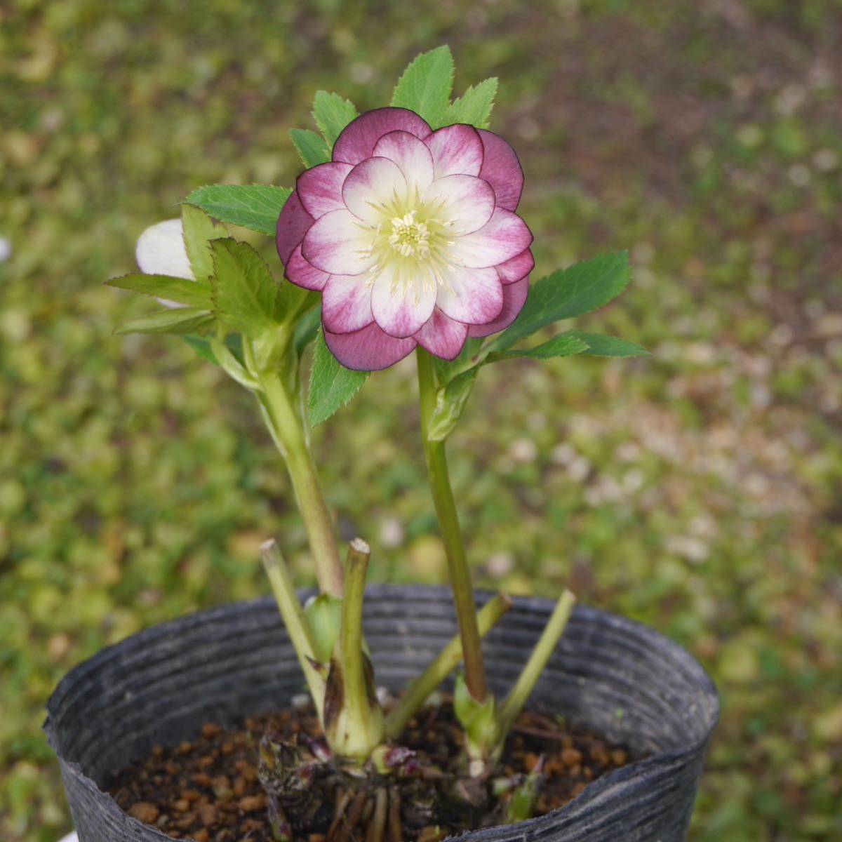 Yahoo!オークション - 3190 レッドバイカラー（微香） クリスマスロー...