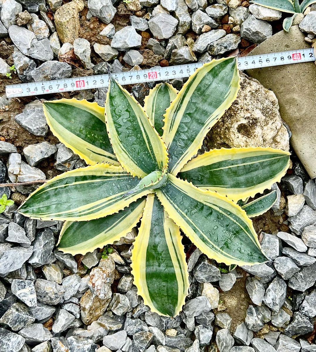 Yahoo!オークション - アガベ リップル エフェクト Agave Ripple Effec...