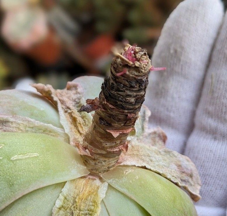 多肉植物 エケベリア ブルーサプライズ錦(大)韓国苗・龍仁 多肉植物 エケベリア ブルーサプライズ錦(大)韓国苗・龍仁