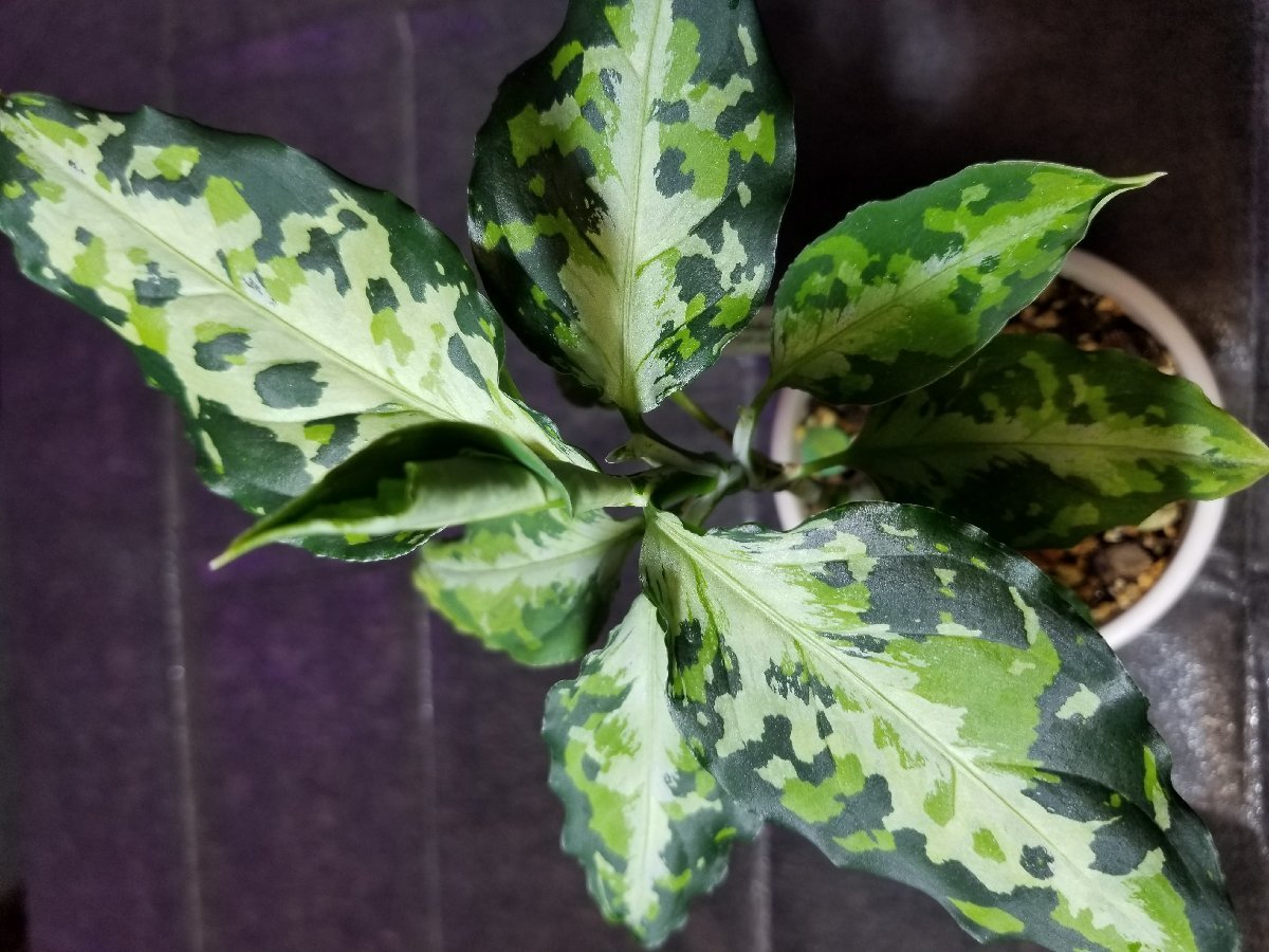 Yahoo!オークション - 【NIRVASH】 アグラオネマ Aglaonema pictum “t...