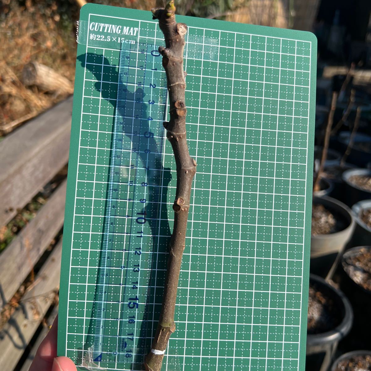 Yahoo!オークション - いちじく穂木 LSU Purple（LSU パープル） おま...