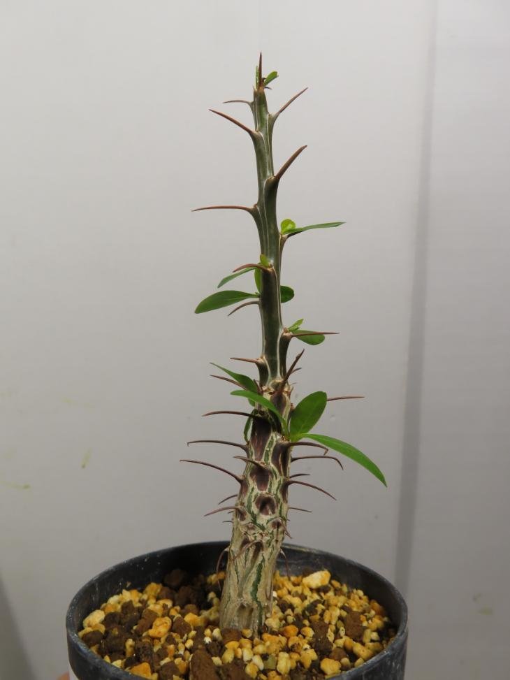 コ0023 実生 フォークイエリア マクドガリー 植え 多分発根開始 多肉植物 Fouquieria macdougalii 塊根植物(観葉植物)｜売買されたオークション情報、yahooの商品 ...