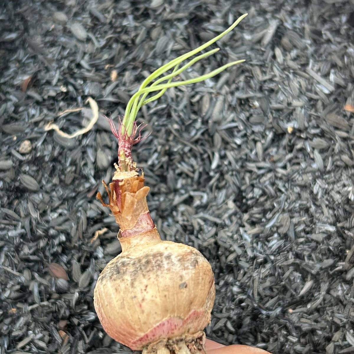 Yahoo!オークション - C24 珍奇植物ドリミア・ムルチフォリアDrimia mu...