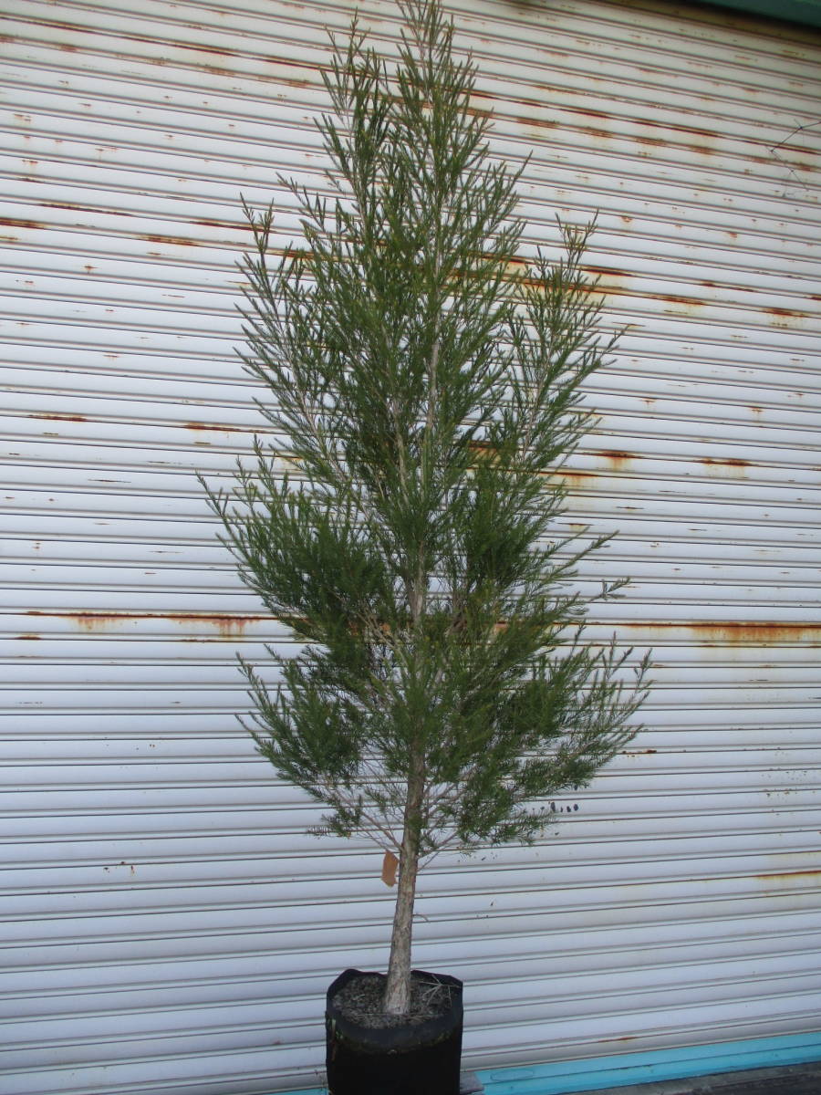 オーストラリアの花木 癒されます 素敵なティーツリー メラレウカ メディカルティーツリー H2.6m 5(植木、庭木)｜売買されたオークション情報、yahooの商品情報をアーカイブ公開 ...