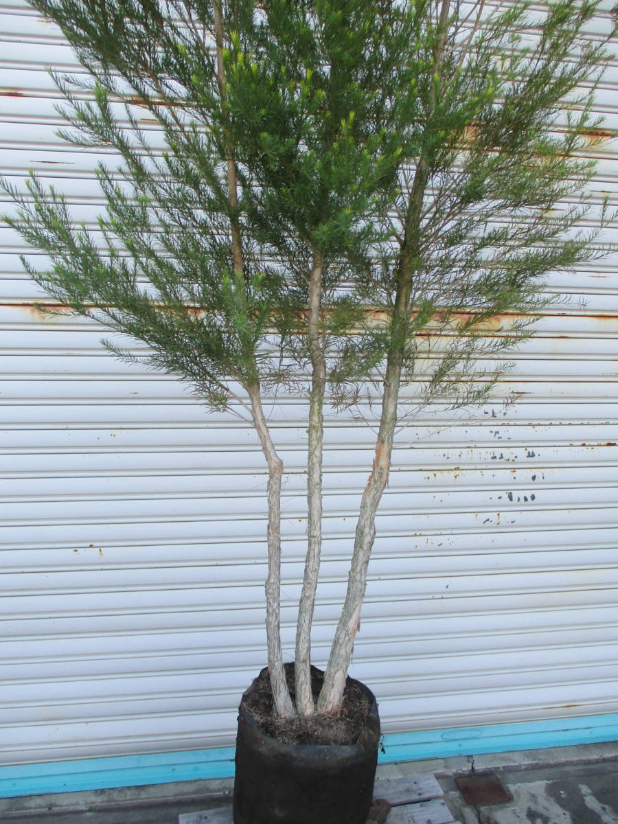 極上本株立ち オーストラリアの花木 癒されます 素敵なティーツリー メラレウカ本株立ち メディカルティーツリー H2.6m 6(植木、庭木)｜売買されたオークション情報、yahooの商品情報を ...