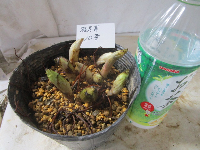 Yahoo!オークション - 山野草 福寿草10芽N03