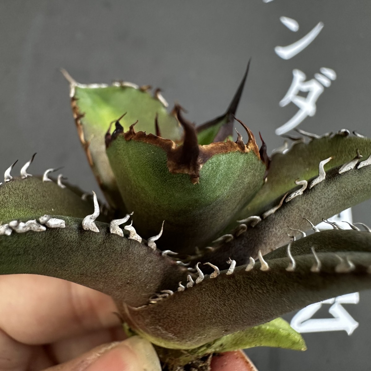 Yahoo!オークション - J64 【パンダ園芸】アガベ 多肉植物 チタノタ シ...