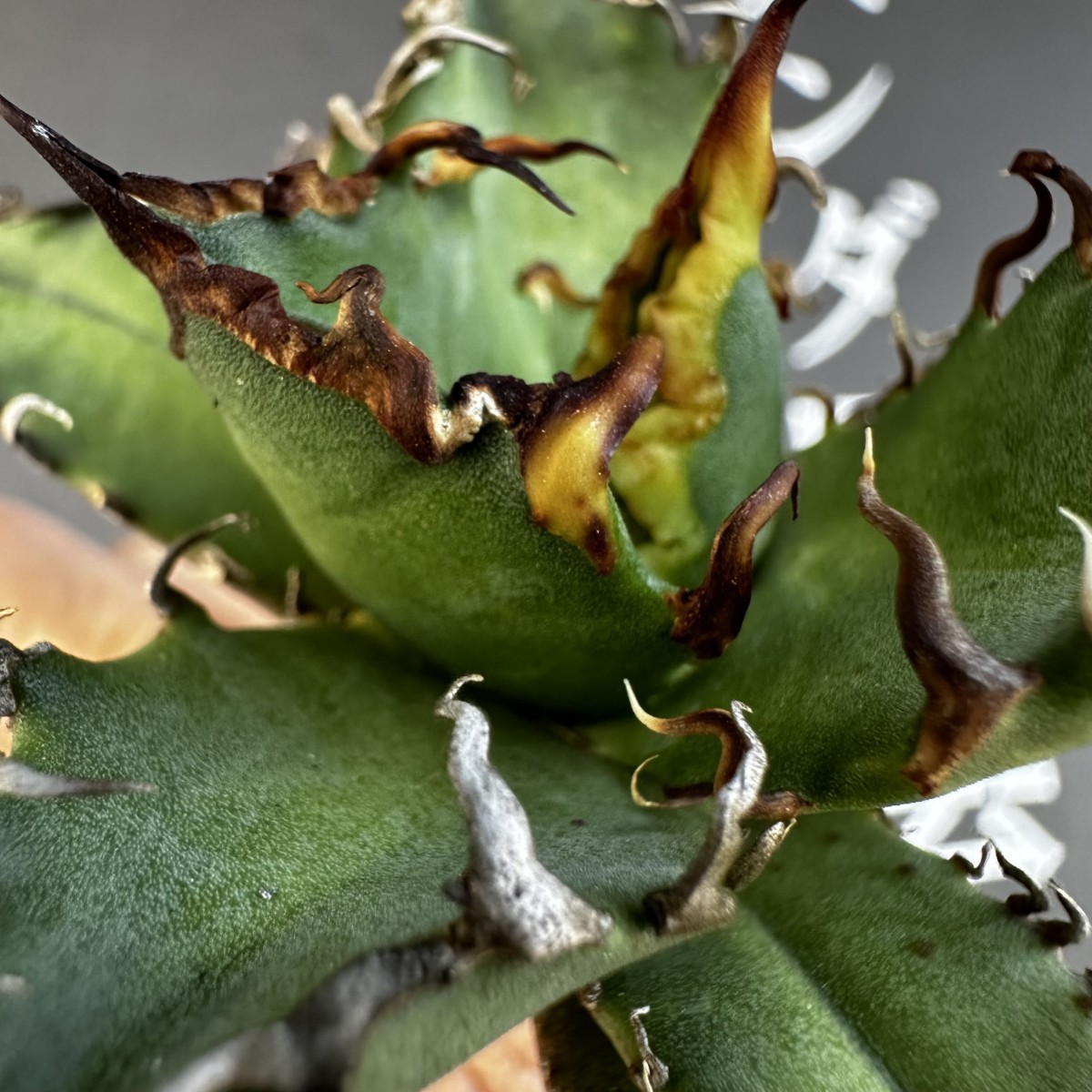 Yahoo オークション N44 【パンダ園芸】アガベ 多肉植物 チタノタ シ