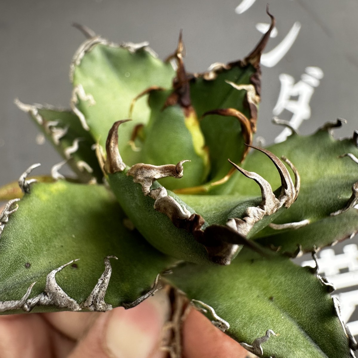 Yahoo!オークション - Q28 【パンダ園芸】アガベ 多肉植物 チタノタ シ...