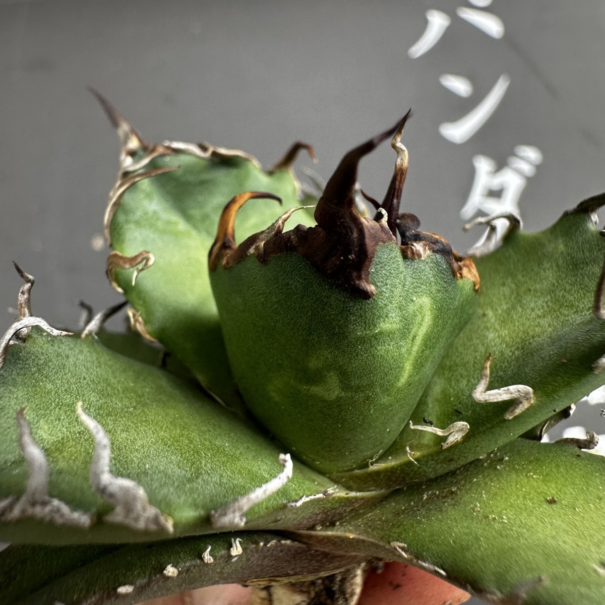 Yahoo!オークション - Q28 【パンダ園芸】アガベ 多肉植物 チタノタ シ...