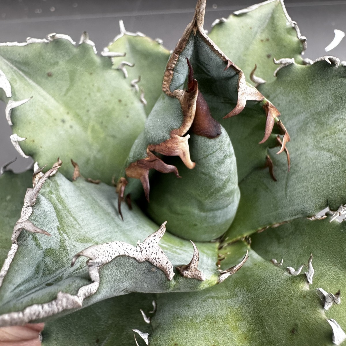 Yahoo!オークション - Q18 【パンダ園芸】アガベチタノタ 福建白鯨 夕...