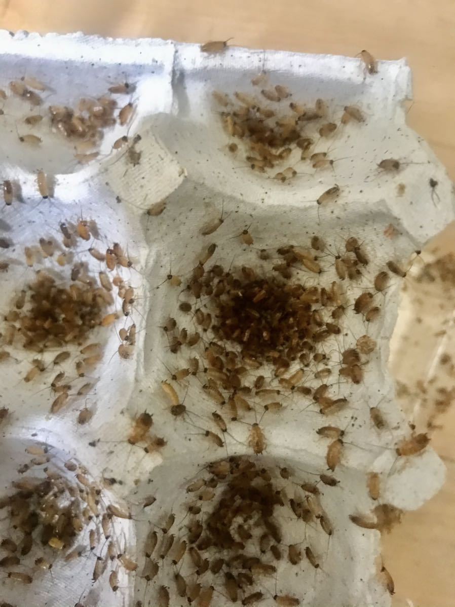 Yahoo!オークション - レッドローチ ss100匹＋10%