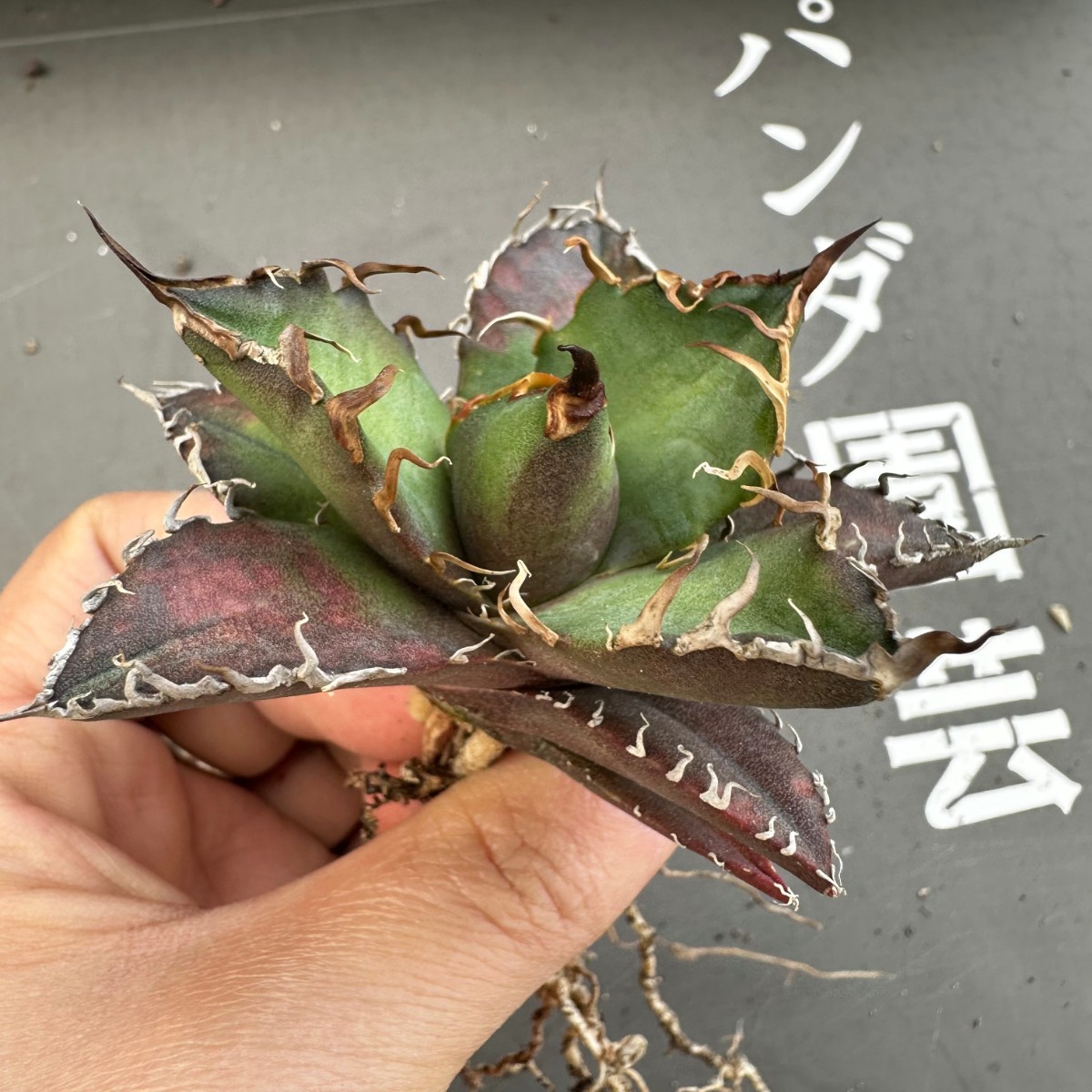 Yahoo!オークション - B52 【パンダ園芸】アガベ 多肉植物 チタノタ シ...