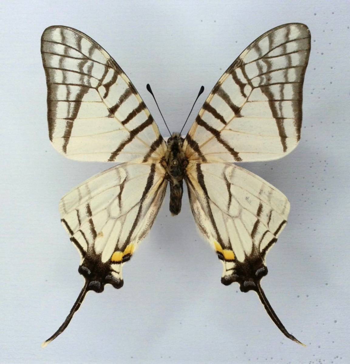 Yahoo!オークション - 蝶 標本 ハルカゼアゲハ mandarina ♂ Vietnam