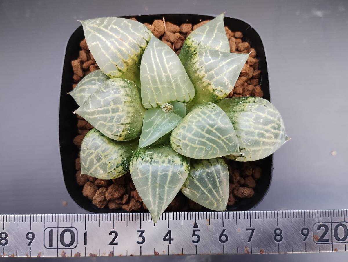 Yahoo!オークション - N水晶コンプト×阿房宮 ハオルチア