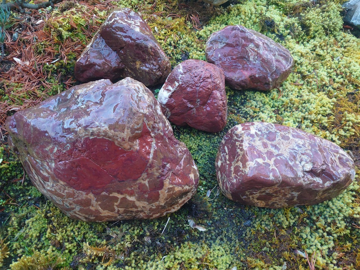 Yahoo!オークション - 京都 赤石 紅加茂石 5石 15 6kg 庭石 観賞石 盆...