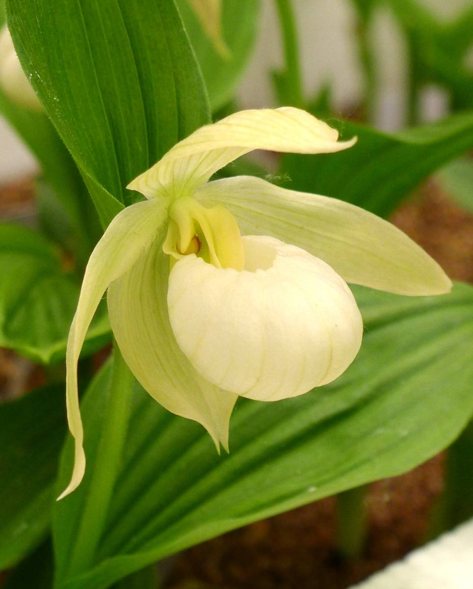 Yahoo!オークション - BS1 洋蘭交雜種山野草Cypri.'Bernd白花 素花MIX'...