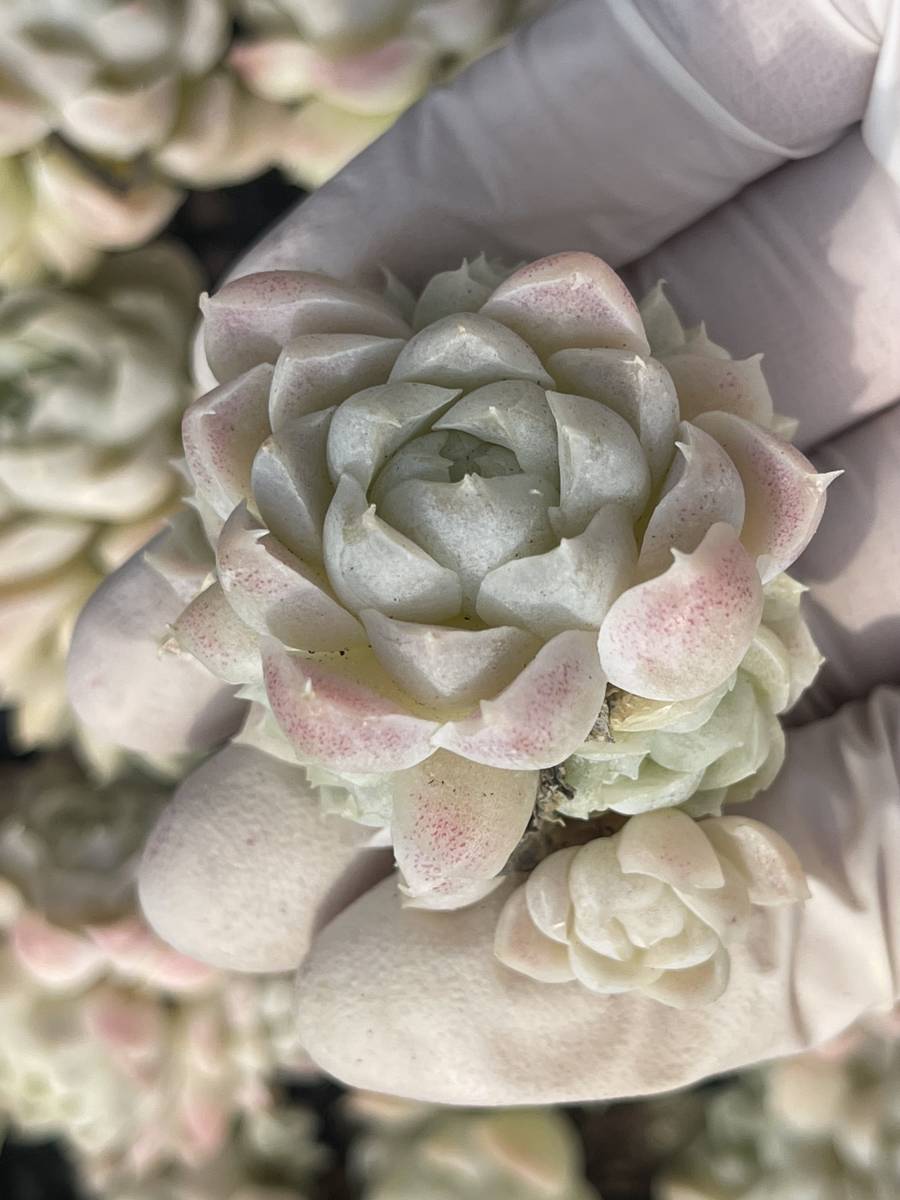 Yahoo!オークション - 34株 N362-3多肉植物 エケベリア 白月影 超美苗 ...