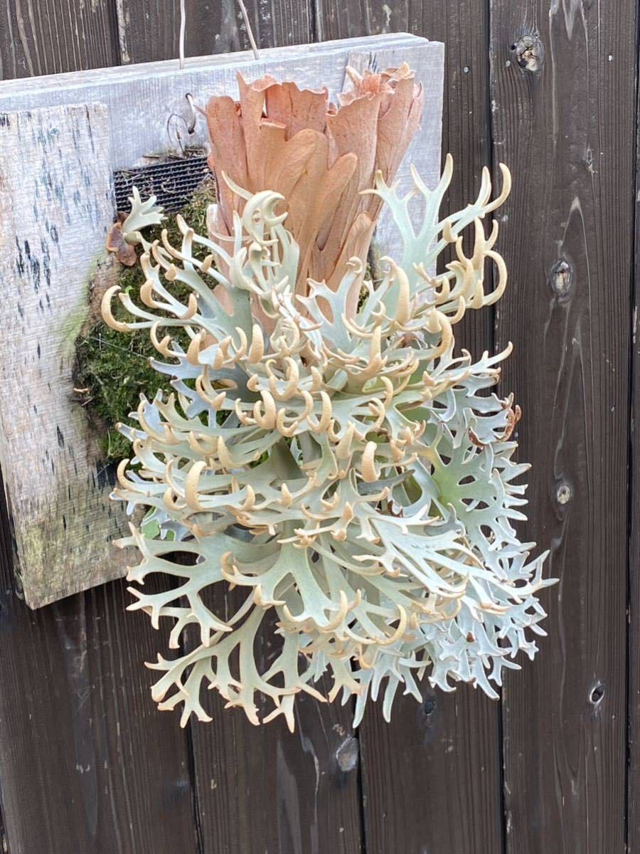 Yahoo!オークション - comolebi ビカクシダ platycerium コウモリラン...