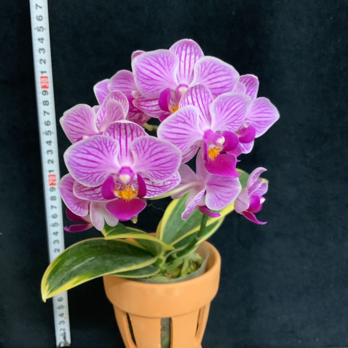 Yahoo!オークション - (^ ^)(214)Phal. Sogo Vivien ‘F858’