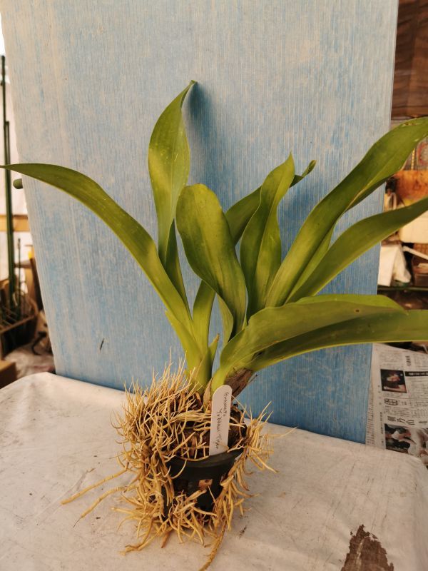 Yahoo!オークション - 洋蘭 Gram. Yuan Nan Tiger