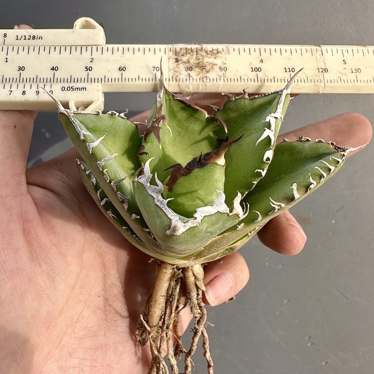 Yahoo!オークション - L22-3 貴重な希少種 アガベ チタノタ カニ蟹 極...