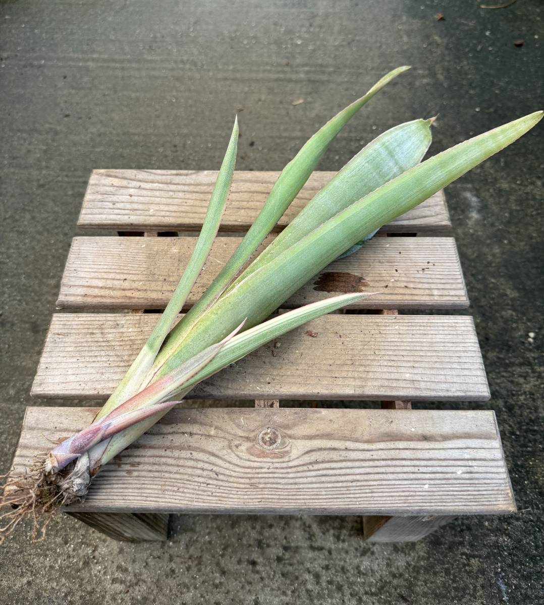 Yahoo!オークション - ビルベルギア・ウィンディ Billbergia Windii