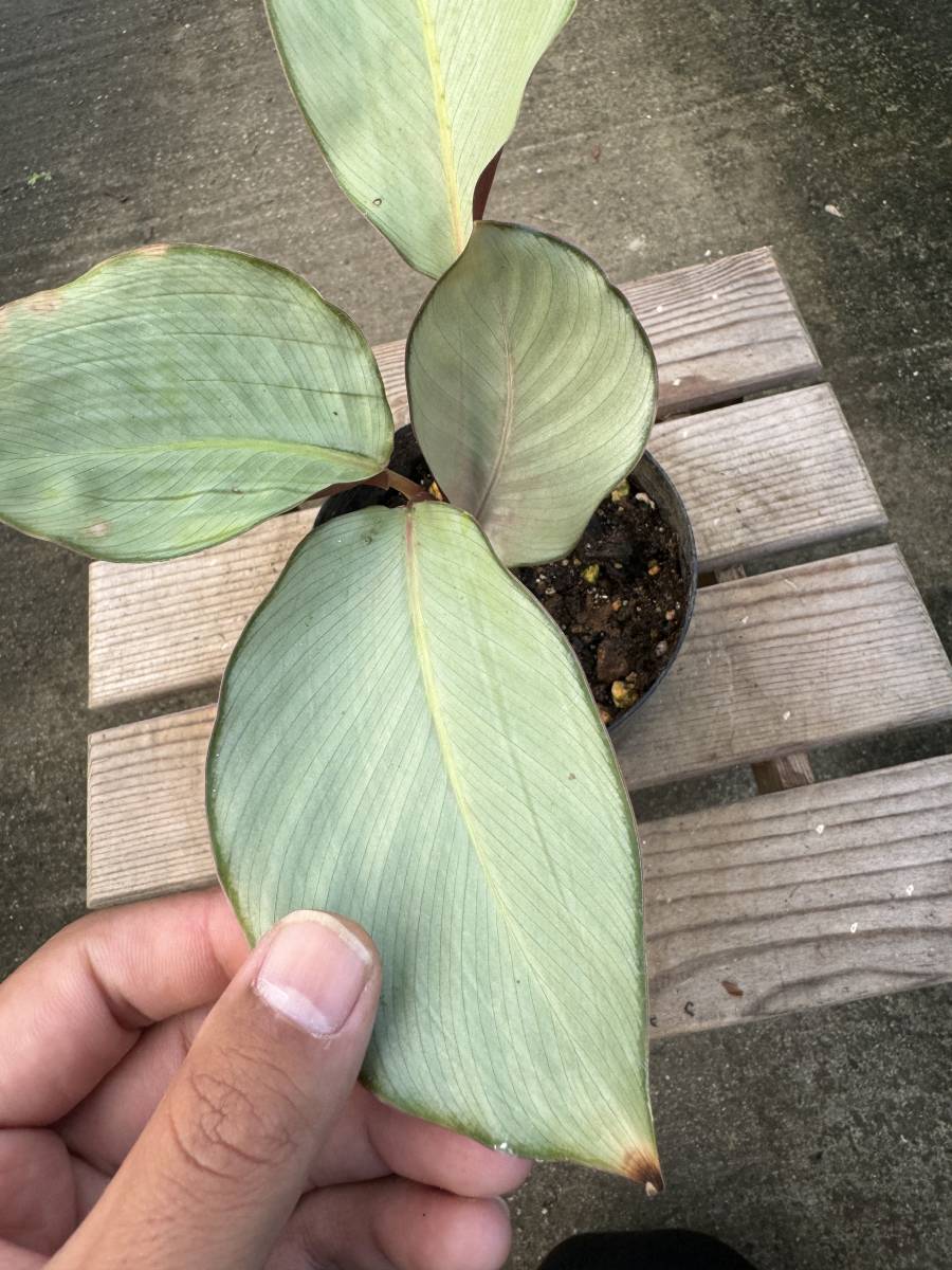 Yahoo!オークション - カラテア・ロゼオピクタ・マノアブラッシュ Cala...