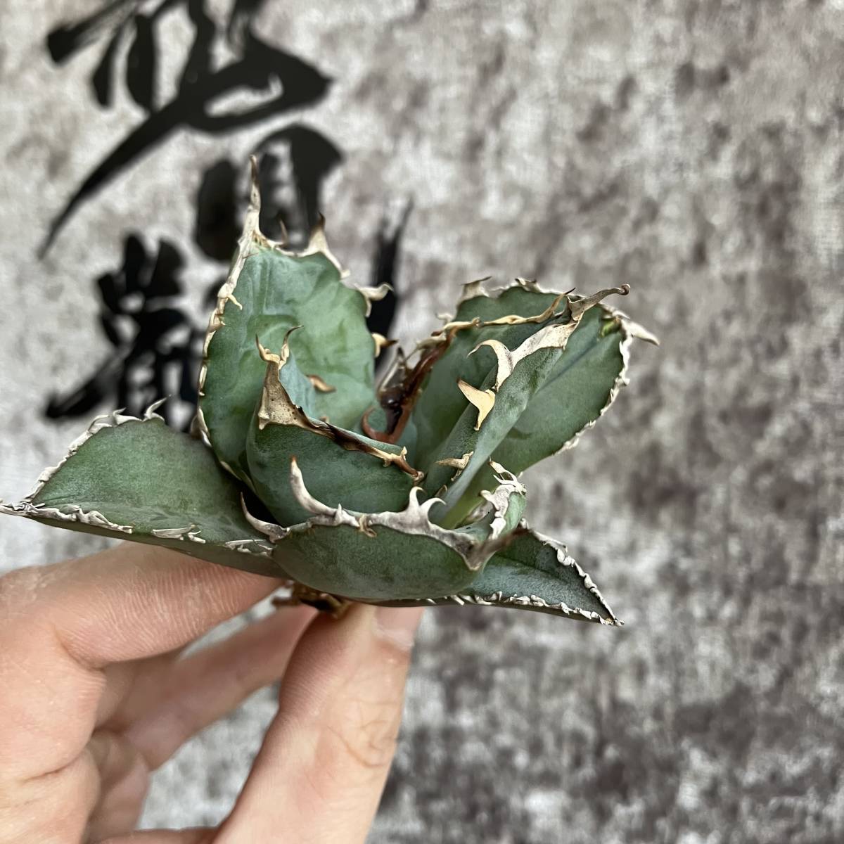 Yahoo!オークション - 【龍園觀】①No.A532 特選 アガベ 多肉植物 チタ...