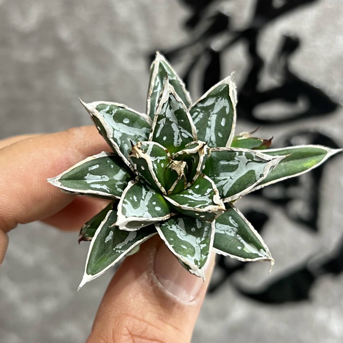 Yahoo!オークション - 【龍園觀】① No.A123 特選 アガベ 多肉植物 児玉...