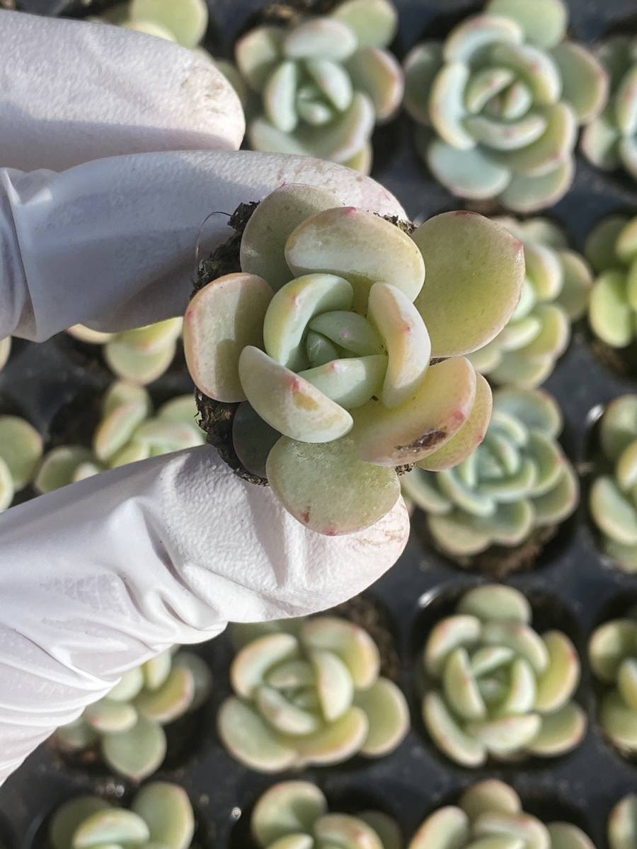 Yahoo!オークション - 105株 N519-2多肉植物 エケベリア 鳳橙 超美苗 ...