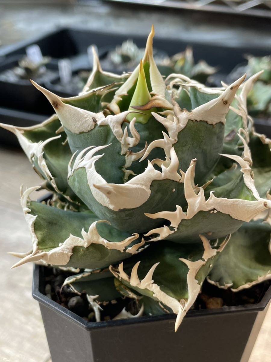 Yahoo!オークション - 【極上未発根子株4.3センチ】lize産大白鯊 アガ...