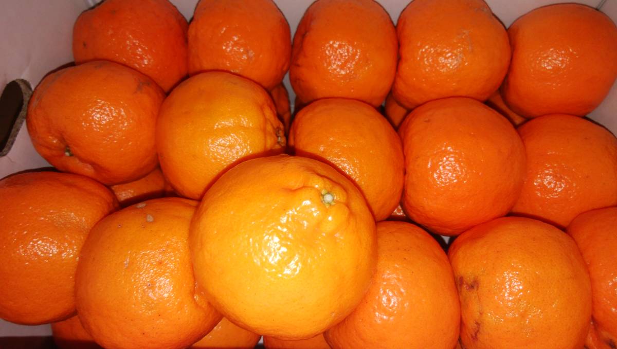 Yahoo!オークション - 1円～スタート高知県産トップブランド浦ノ内立...