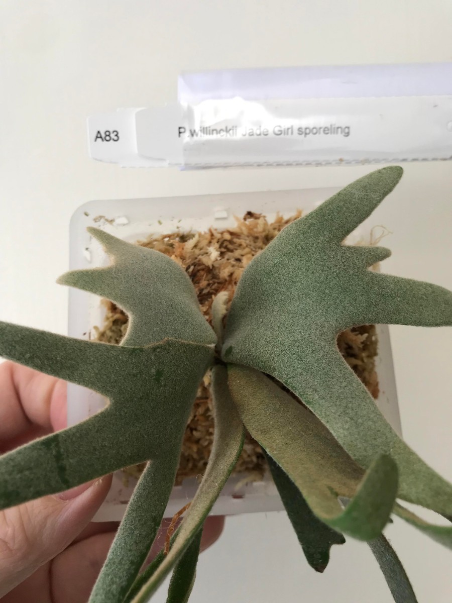 Yahoo!オークション - A83 P.willinckii Jade Girl やや大きめ ジェイ...